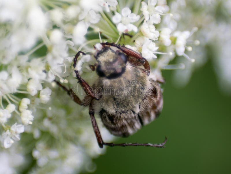 Beetle Collecting Pollen on a Flower Stock Photo - Image of pollen ...