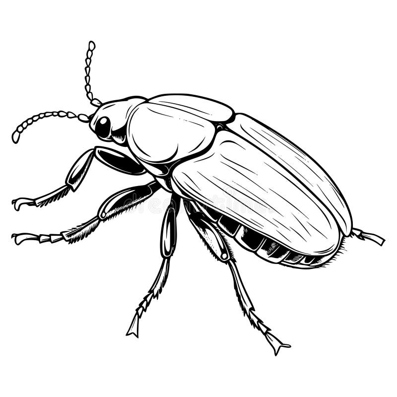 Beetle Coloring Page for Kids Stock Vector - Illustration of scarab ...