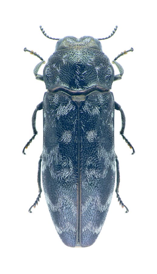 Beetle Coraebus Rubi Stock Photos - Free & Royalty-Free Stock Photos ...