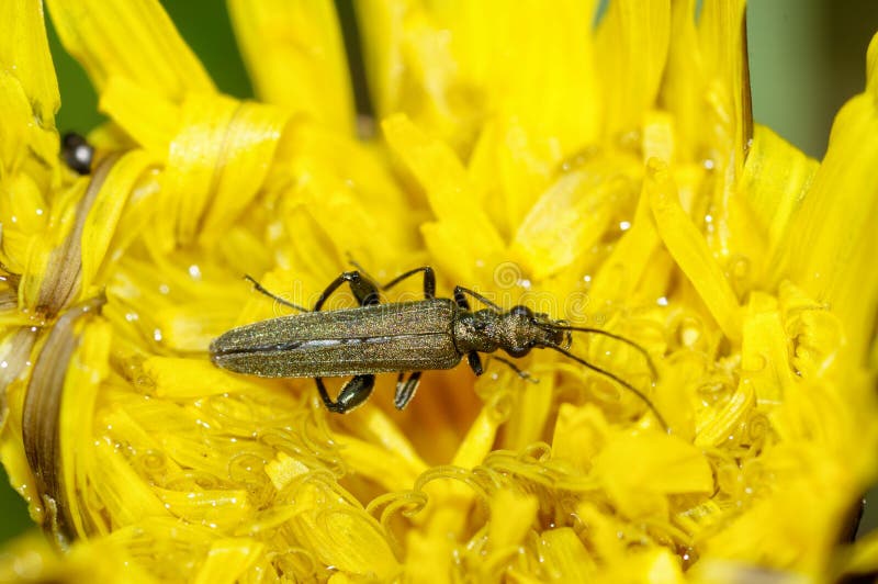 Beetle Crawling on the Stem Stock Image - Image of spring, natural ...