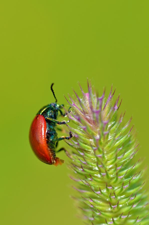 Beetle Crawling on the Stem. Stock Image - Image of meadow, macro ...