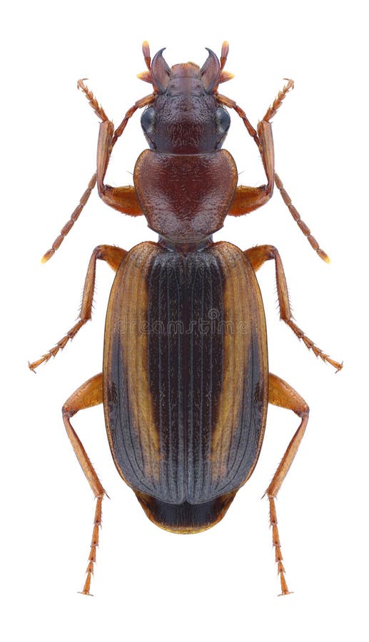 414 Hippolion Lineata Stock Photos - Free & Royalty-Free Stock Photos ...