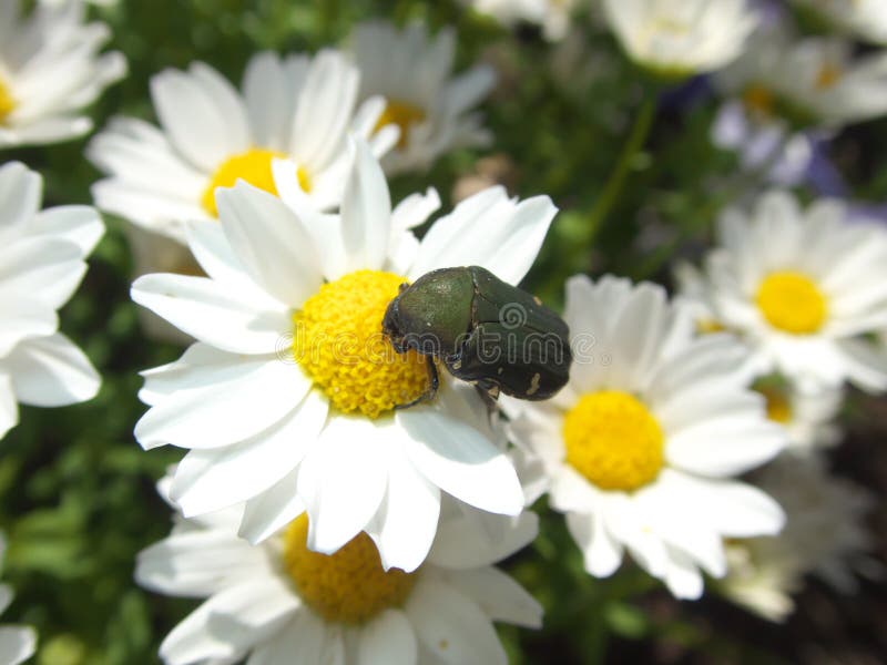 A Beetle on Daisy Flower in the Garden Stock Image - Image of insect ...