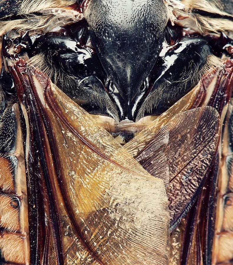 Beetle Detail stock image. Image of insect, abdomen, creature - 57386817