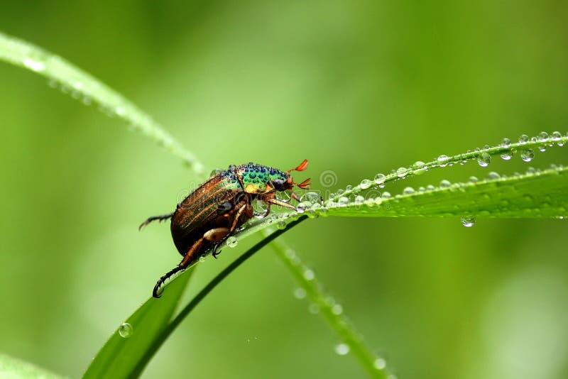 Beetle and Dew. Anomala Dubia. Stock Image - Image of meadow, morning ...