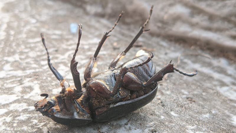 This Beetle Died Upside Down Stock Photo - Image of weevil, arthropod ...