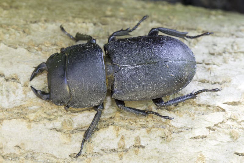 Beetle Dorcus Parallelipipedus / Lesser Stag Beetle Stock Image - Image ...