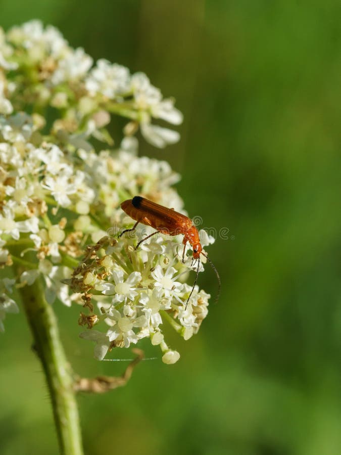Beetle Du Soldat Rouge (Rhagonycha Fulva Image stock - Image du insecte ...