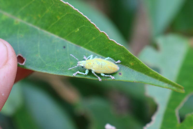 Beetle on durian leaf stock image. Image of arthropod - 203060311