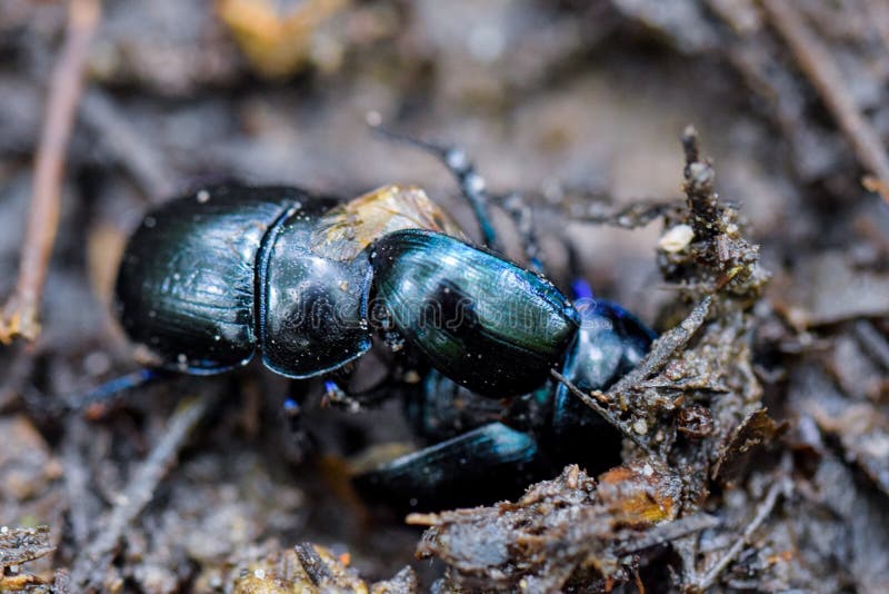 Beetle eat stock photo. Image of love, wild, amazing - 119067098