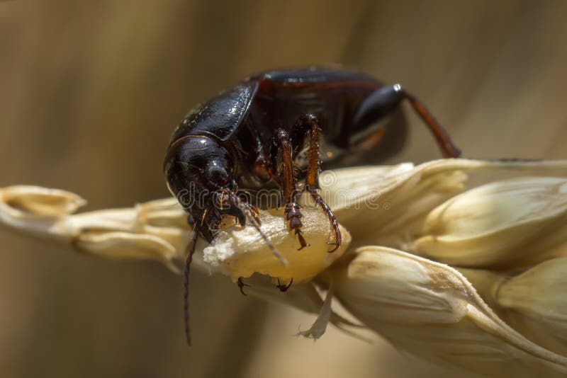 Beetle Eat on the Grain Ear Stock Image - Image of biology, color ...