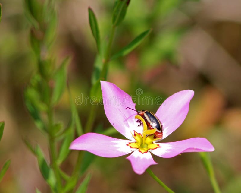 Beetle Eating Sabatia Flower Stock Image - Image of sabatia, yellow ...