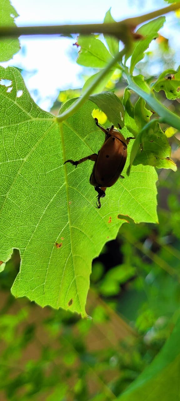 Beetle eating leaf stock photo. Image of beetle, eating - 330981220