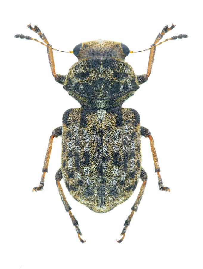 Exechesops Leucopis Stock Photos - Free & Royalty-Free Stock Photos ...