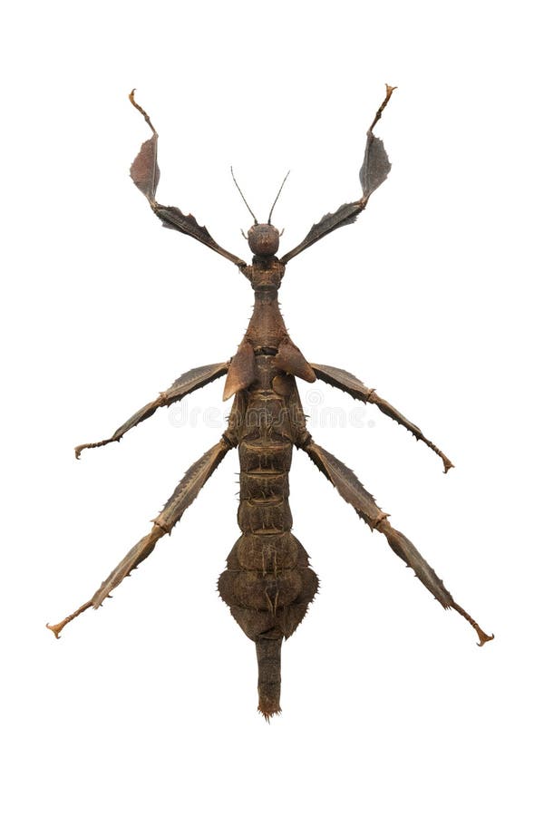 Popoi Stock Photos - Free & Royalty-Free Stock Photos from Dreamstime