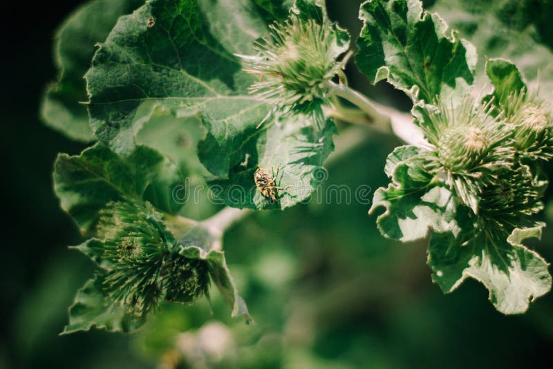 Bug on his back stock image. Image of spill, crustacean - 127048765