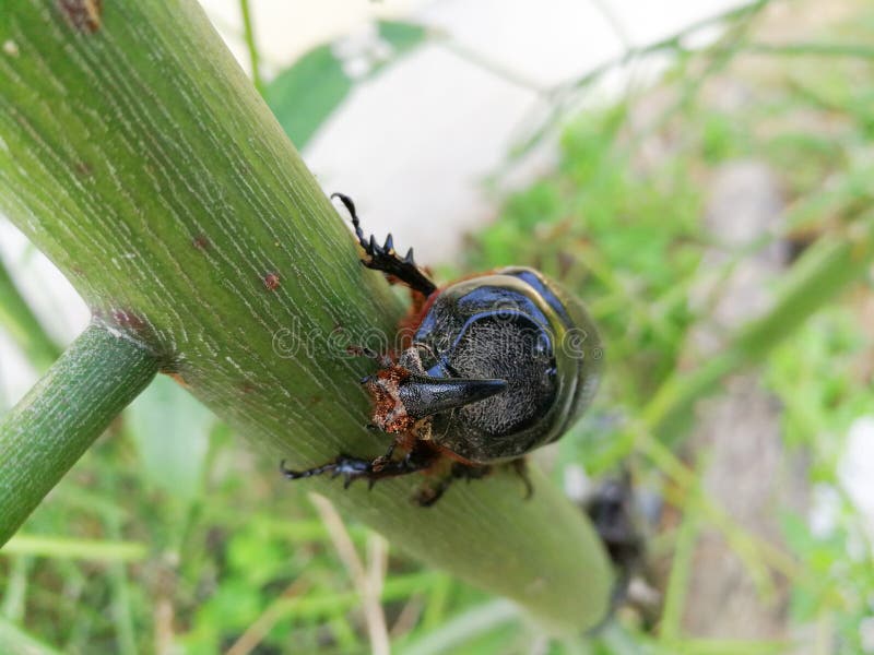 Beetle stock photo. Image of insects, beetles, closeup - 101144750