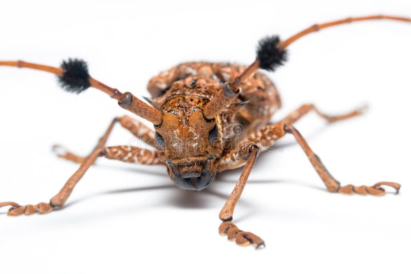 Long Horn Insect - Front View Stock Photo - Image of horn, antenna ...
