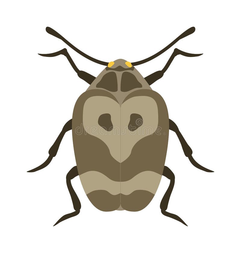 Beetle Flat Insect Bug in Cartoon Style Vector Stock Vector ...