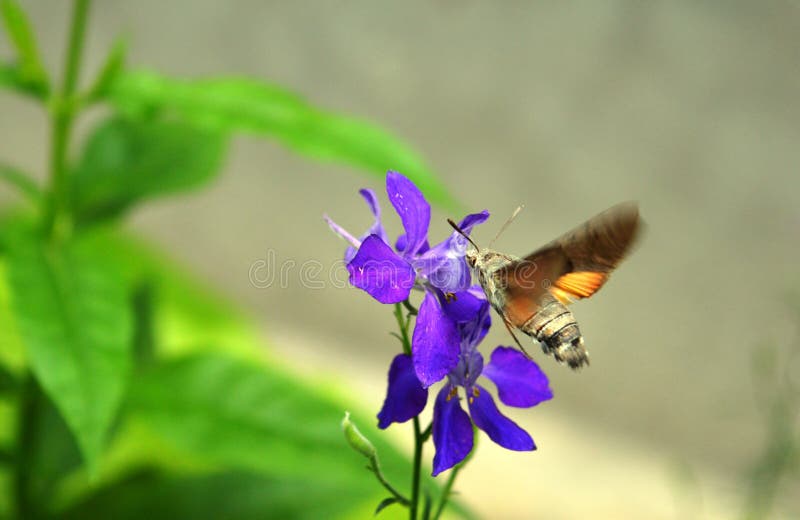 Beetle in Flight on a Flower Stock Photo - Image of beetle, animal ...
