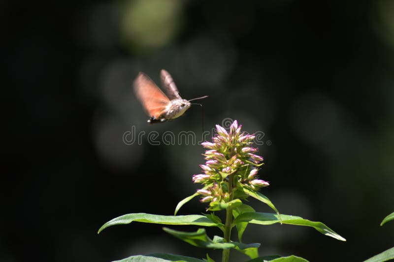 Beetle in Flight Towards a Flower Stock Image - Image of insect, garden ...