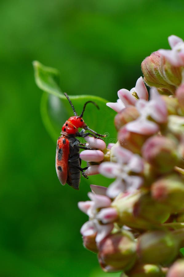 Beetle on flowering plant stock photo. Image of colourful - 14742416