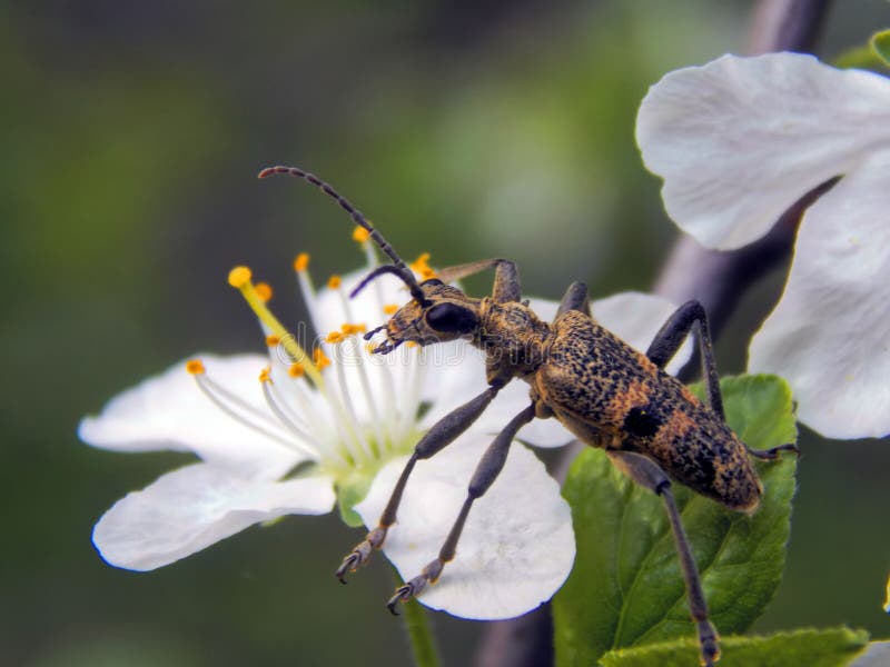 Beetle on Flowering Spring Apple Closeup Stock Image - Image of april ...