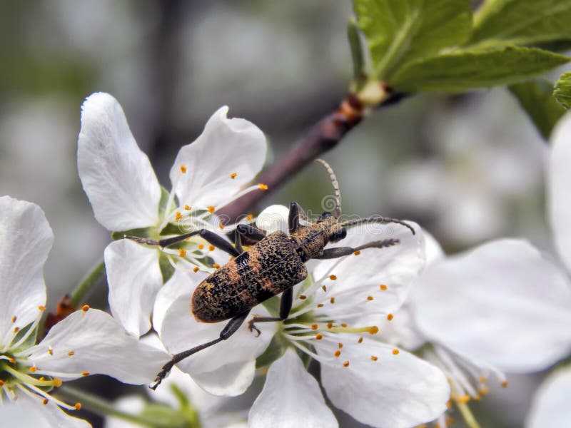 Beetle on Flowering Spring Apple Closeup Stock Image - Image of april ...
