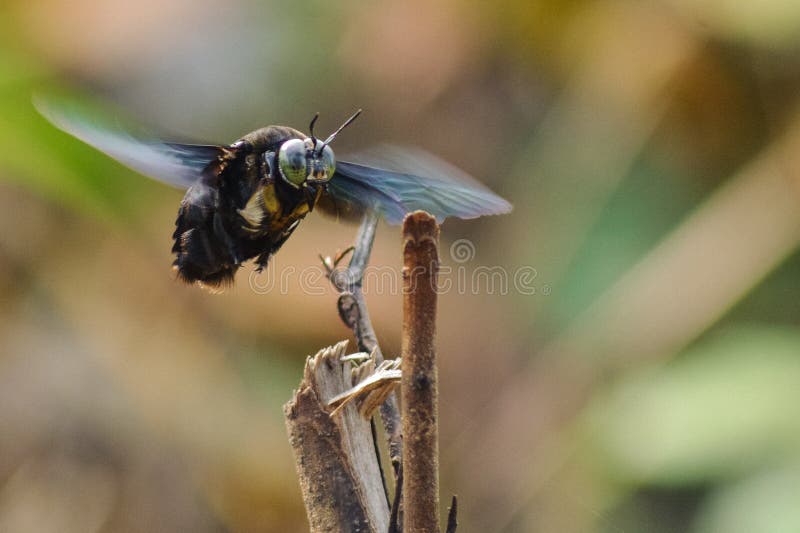 Beetle is flying stock image. Image of invertebrate - 254233583