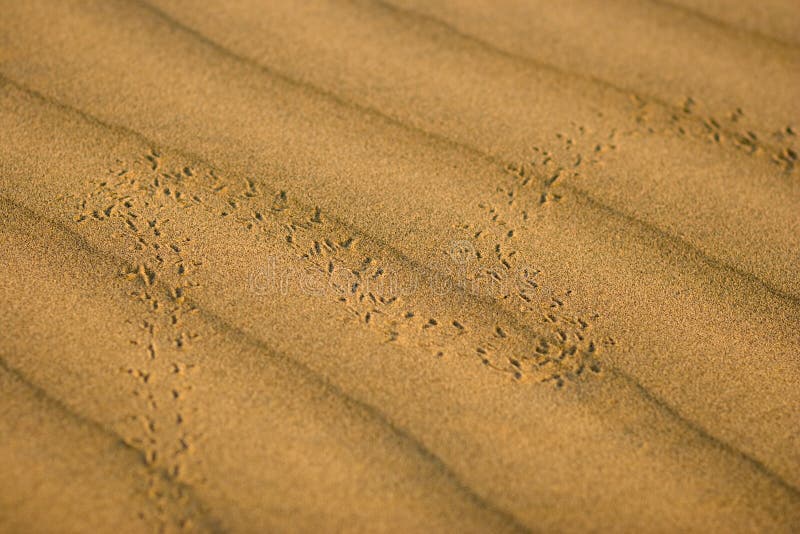 Beetle footprints stock photo. Image of footstep, sand - 4196212