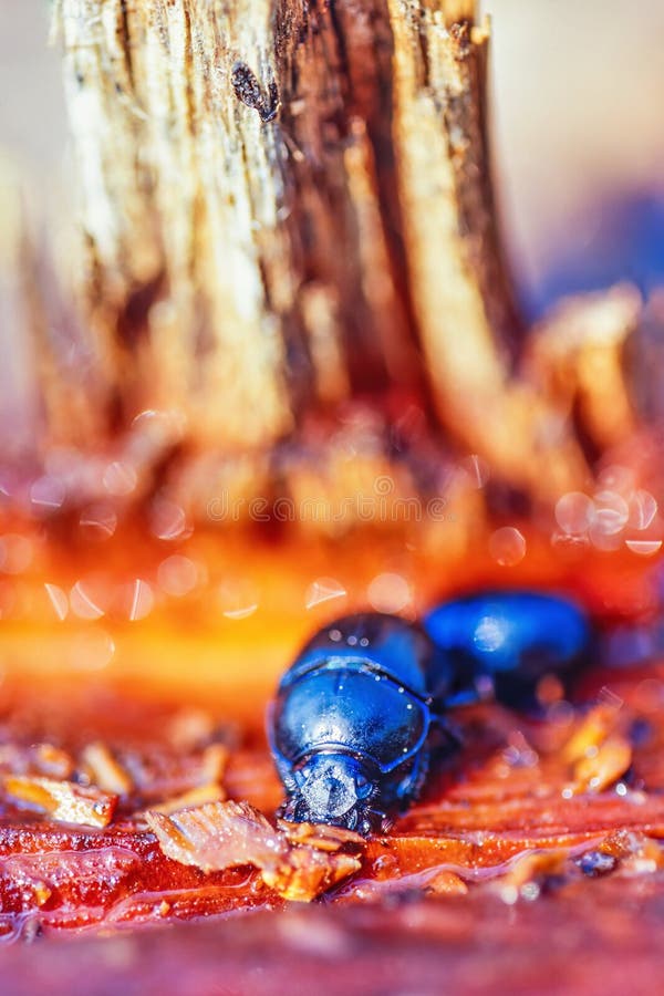 Beetle Foraging for Sap on Wood a Sunny Spring Day Stock Image - Image ...