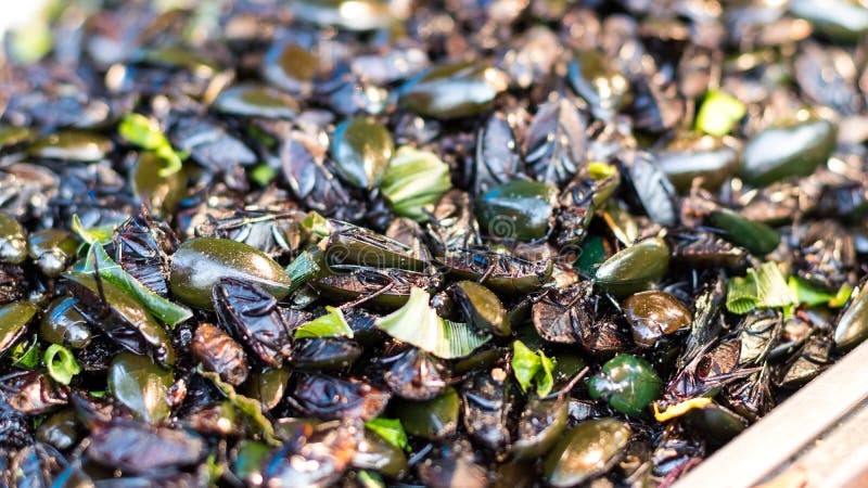 Beetle fried many crisp. stock photo. Image of fauna - 93305944