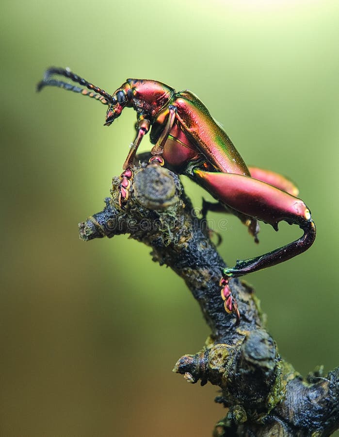 Beetle Frog-leg on the Plant Stock Photo - Image of colourful ...