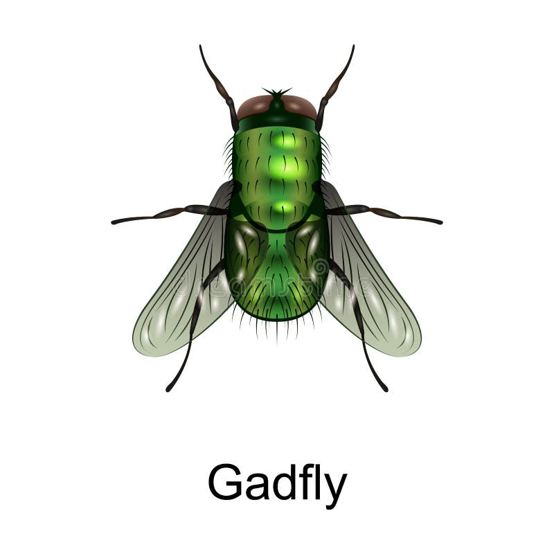 Gadfly Vector Stock Illustrations – 84 Gadfly Vector Stock ...