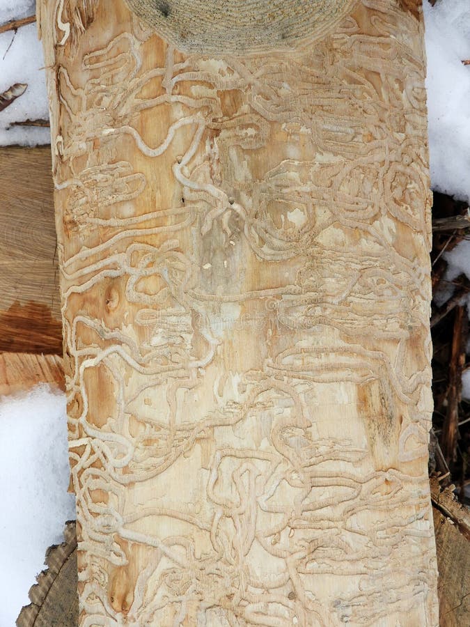 Beetle Gallery Worm Trails Left Under Tree Bark in FingerLakes NYS ...