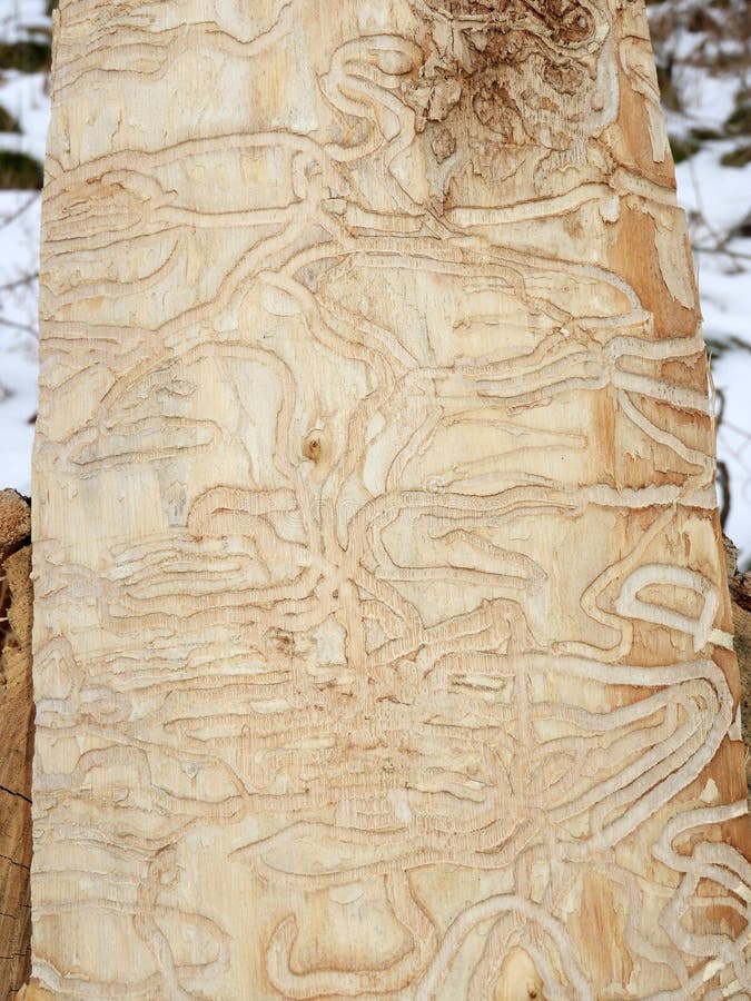 Beetle Gallery Left Under Tree Bark in FingerLakes NYS Stock Image ...