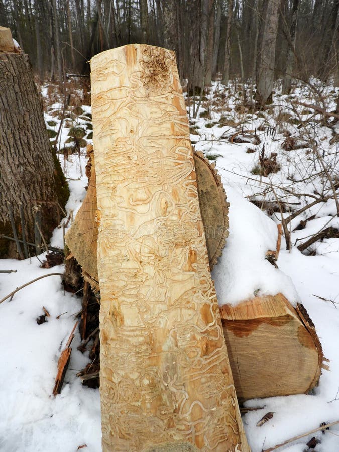 Beetle Gallery Left Under Tree Bark in FingerLakes NYS Trail at Cornell ...