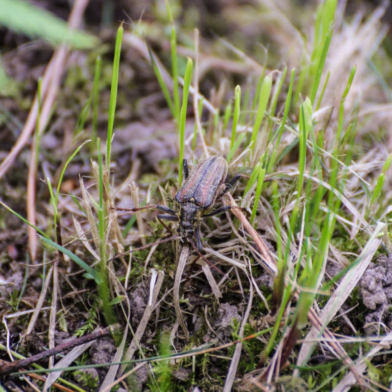 Beetle in the grass stock image. Image of beetle, grass - 55435083