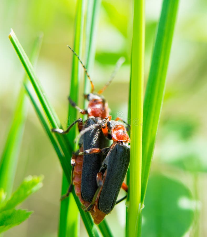 Beetle on grass. stock photo. Image of green, life, gardens - 32699524