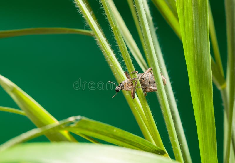 Beetle in grass stock image. Image of closeup, nature - 58387423