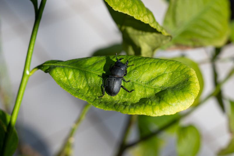 Beetle on a green leaf stock image. Image of living - 327657169