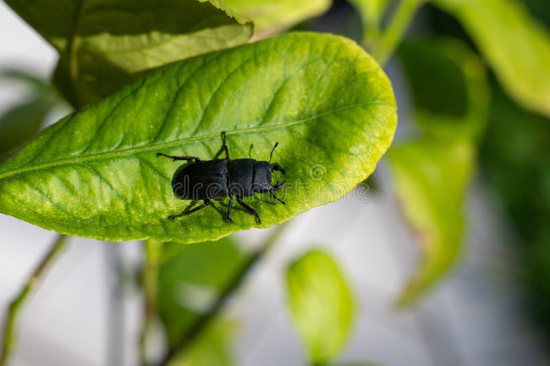 Beetle on a green leaf stock photo. Image of entomology - 359208412