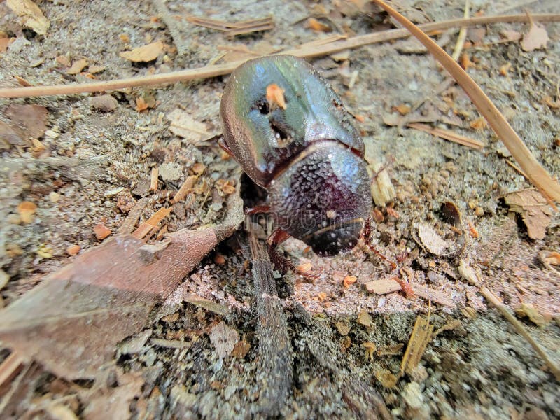 Beetle on the Ground, Insects Stock Image - Image of animal, insects ...