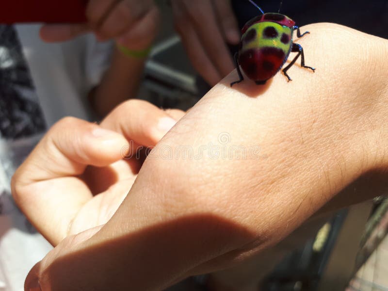 Beetle on Hand stock image. Image of green, antennae - 125265607