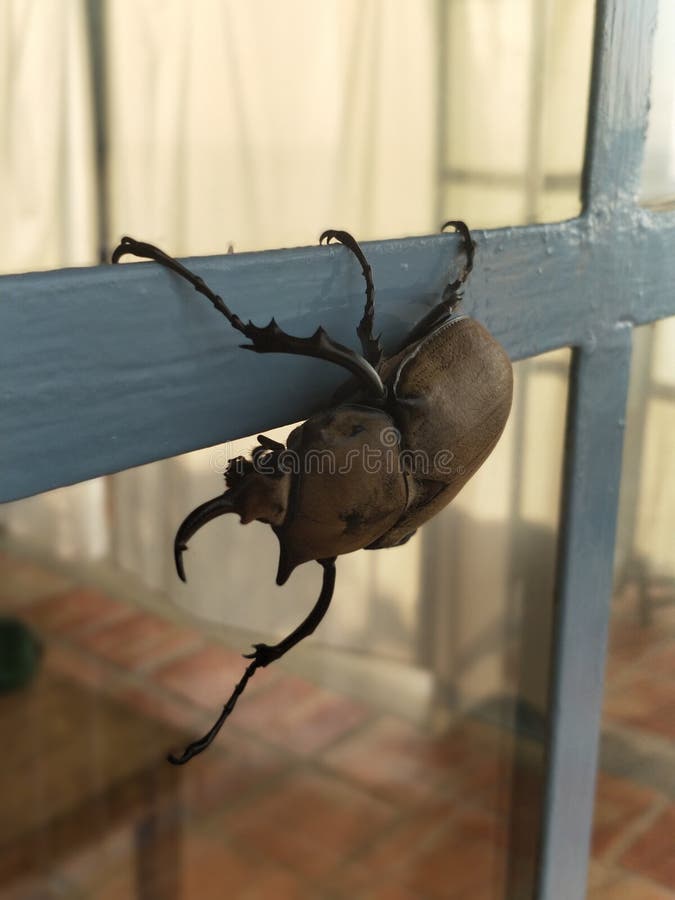 Beetle Hangs on Window for Dear Life Stock Image - Image of ...