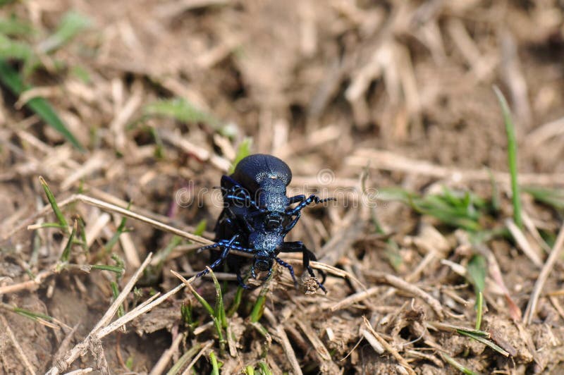 Beetle Having Sex Stock Image Image Of Soldier Closeup 111870093