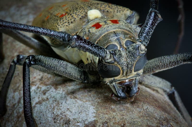 Head of Beetle Chalcasoma Atlas Stock Photo - Image of invertebrate ...