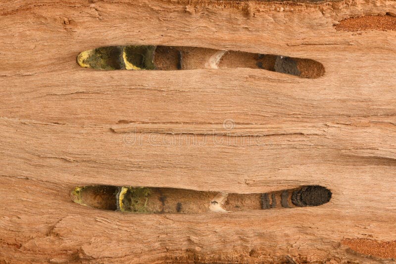 Beetle Holes in Wood on Tree Trunk Log Stock Image - Image of texture ...