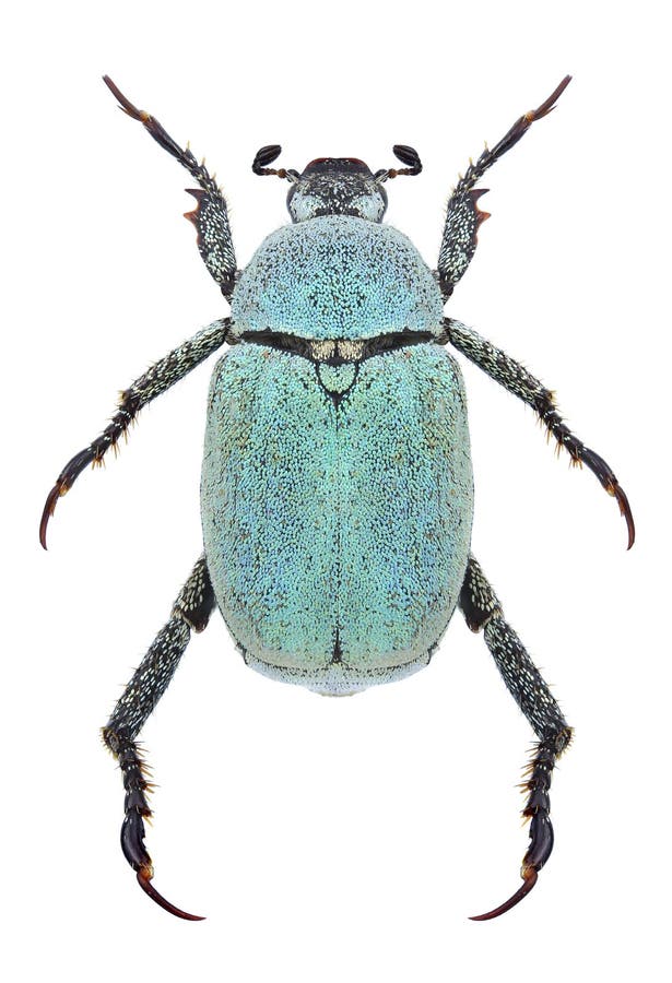 Beetle Hoplia parvula stock photo. Image of background - 95079390