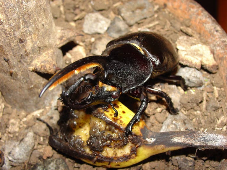 Beetle stock photo. Image of ripe, animal, fauna, fruit - 90563104